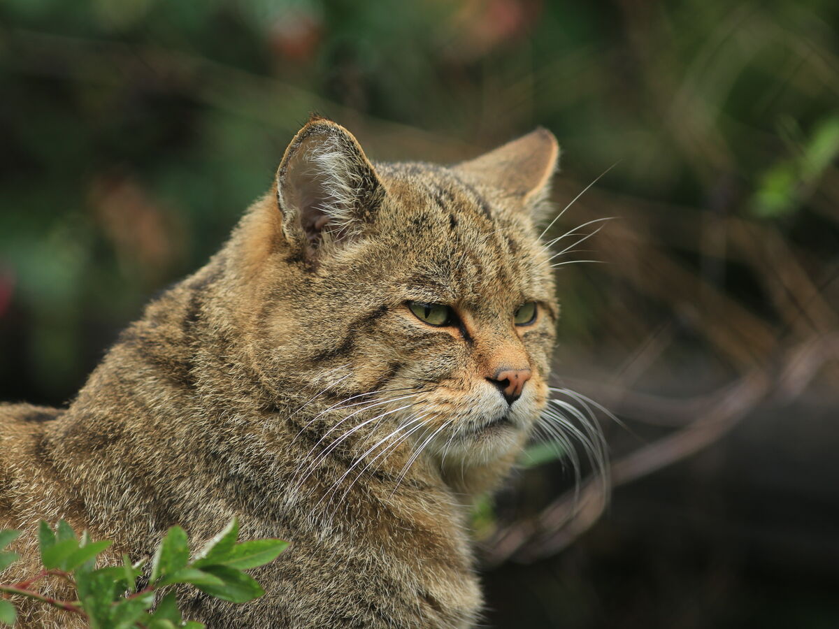 Europäische Wildkatze | Nationalpark Kellerwald-Edersee