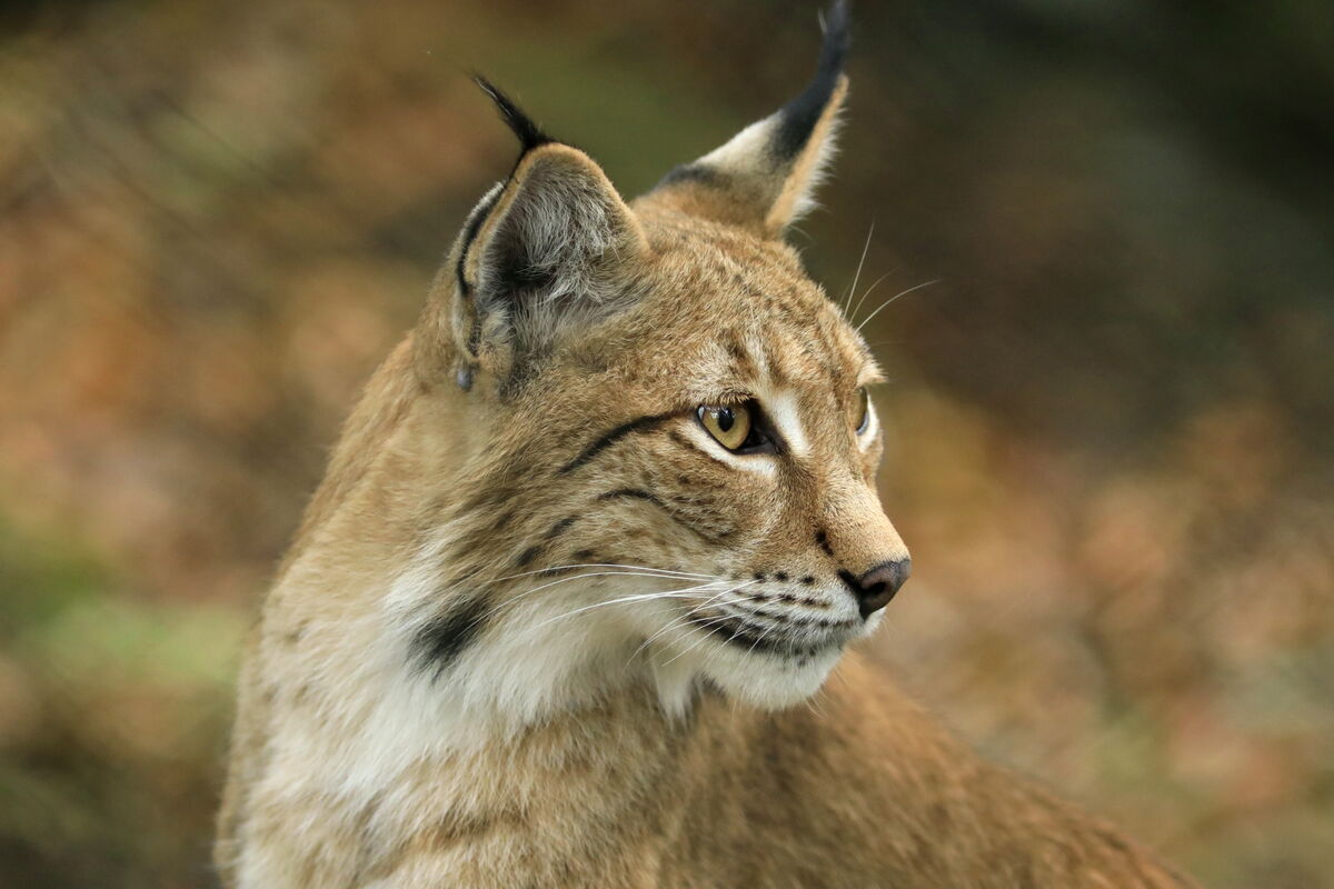WildtierPark Edersee | Nationalpark Kellerwald-Edersee